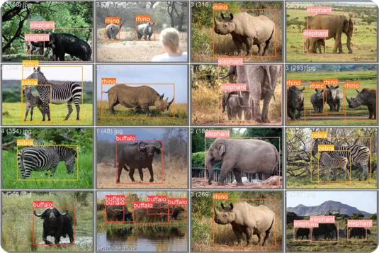 How to train Ultralytics YOLO models to detect animals | Ultralytics